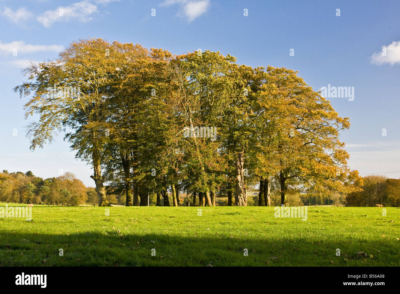 A stand of old beech trees on Buckle Street Broadway Stock Photo - Alamy