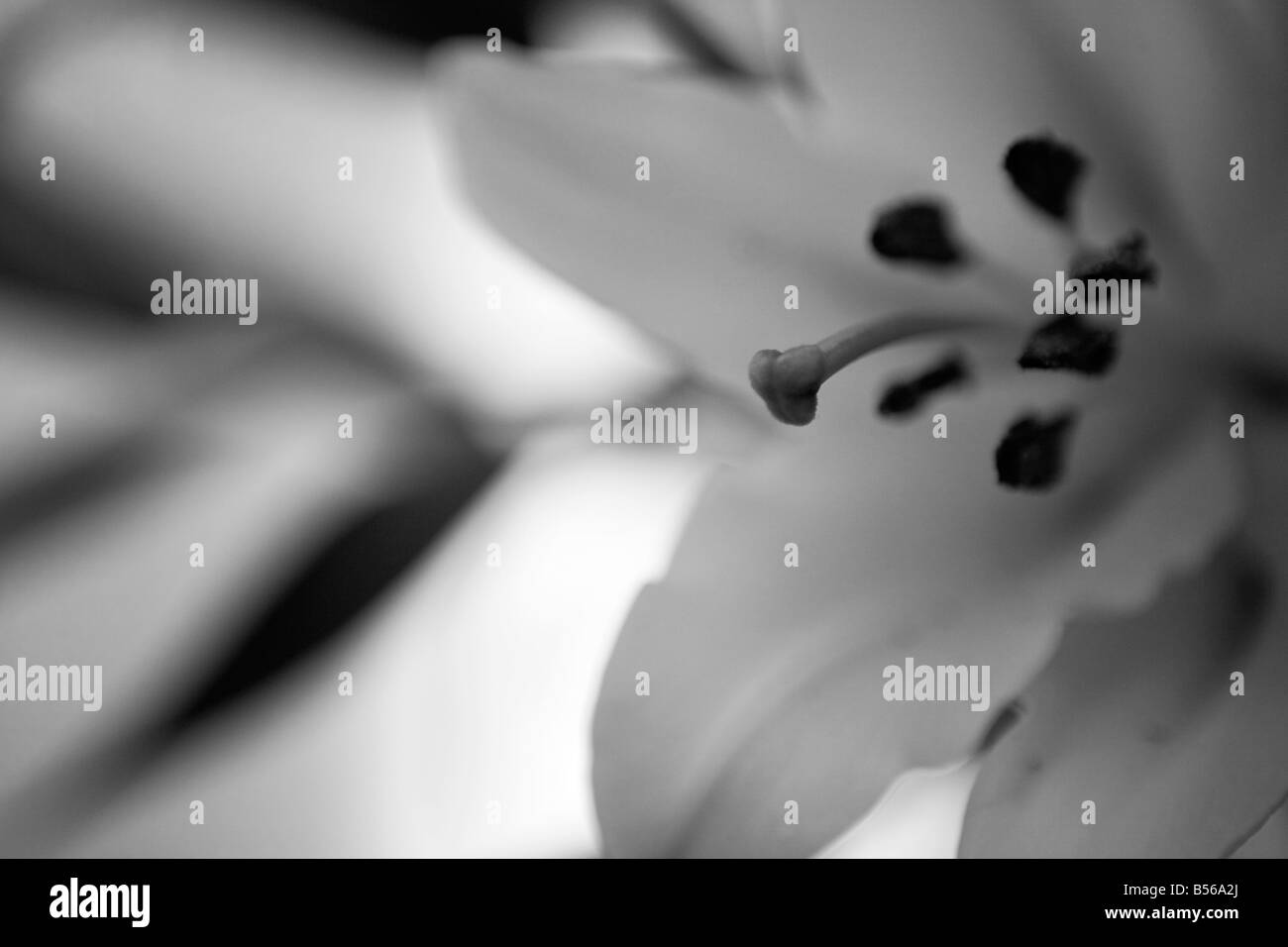 Simple single flower photograph hi-res stock photography and images - Alamy