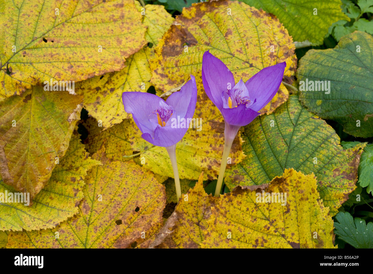 An autumn flowering east european crocus Crocus banaticus Crocus ...