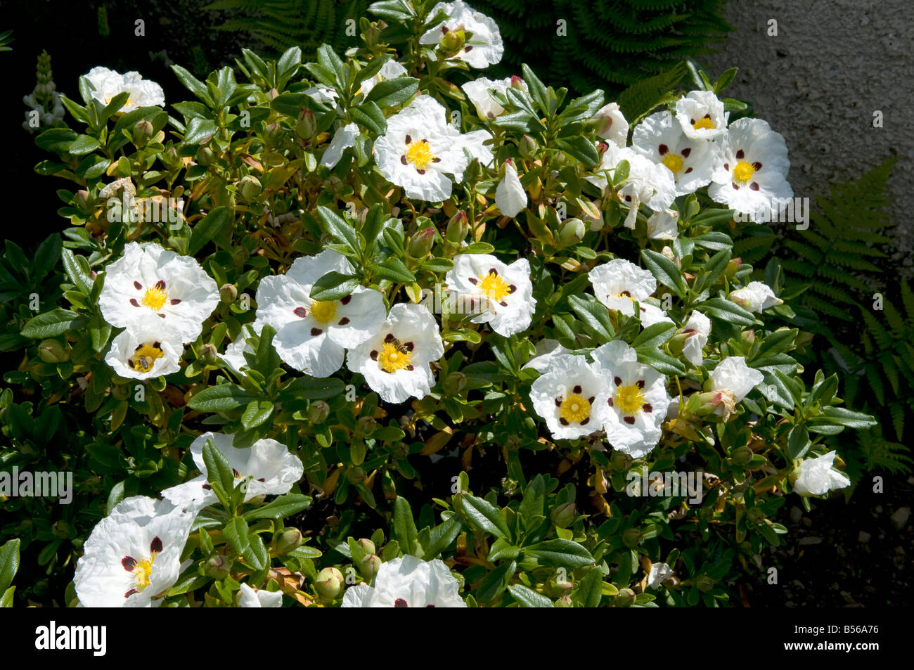 Cistus x cyprius Stock Photo - Alamy