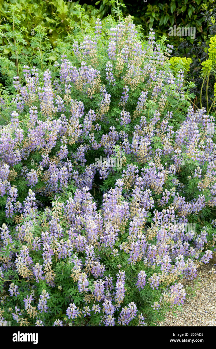 Lupin Tree Lupin `Mauve Queen` Stock Photo - Alamy
