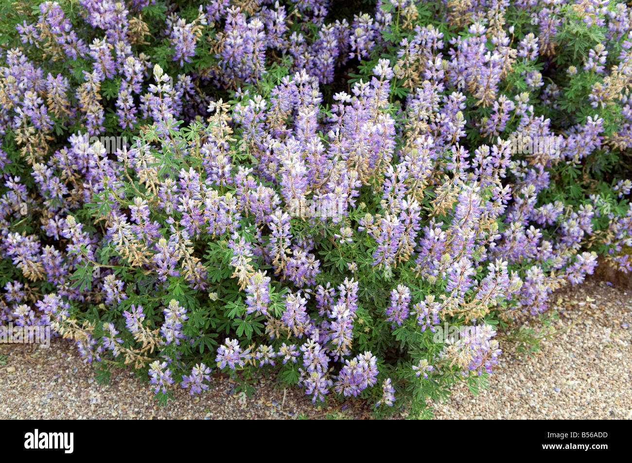 Pale mauve color hi-res stock photography and images - Alamy