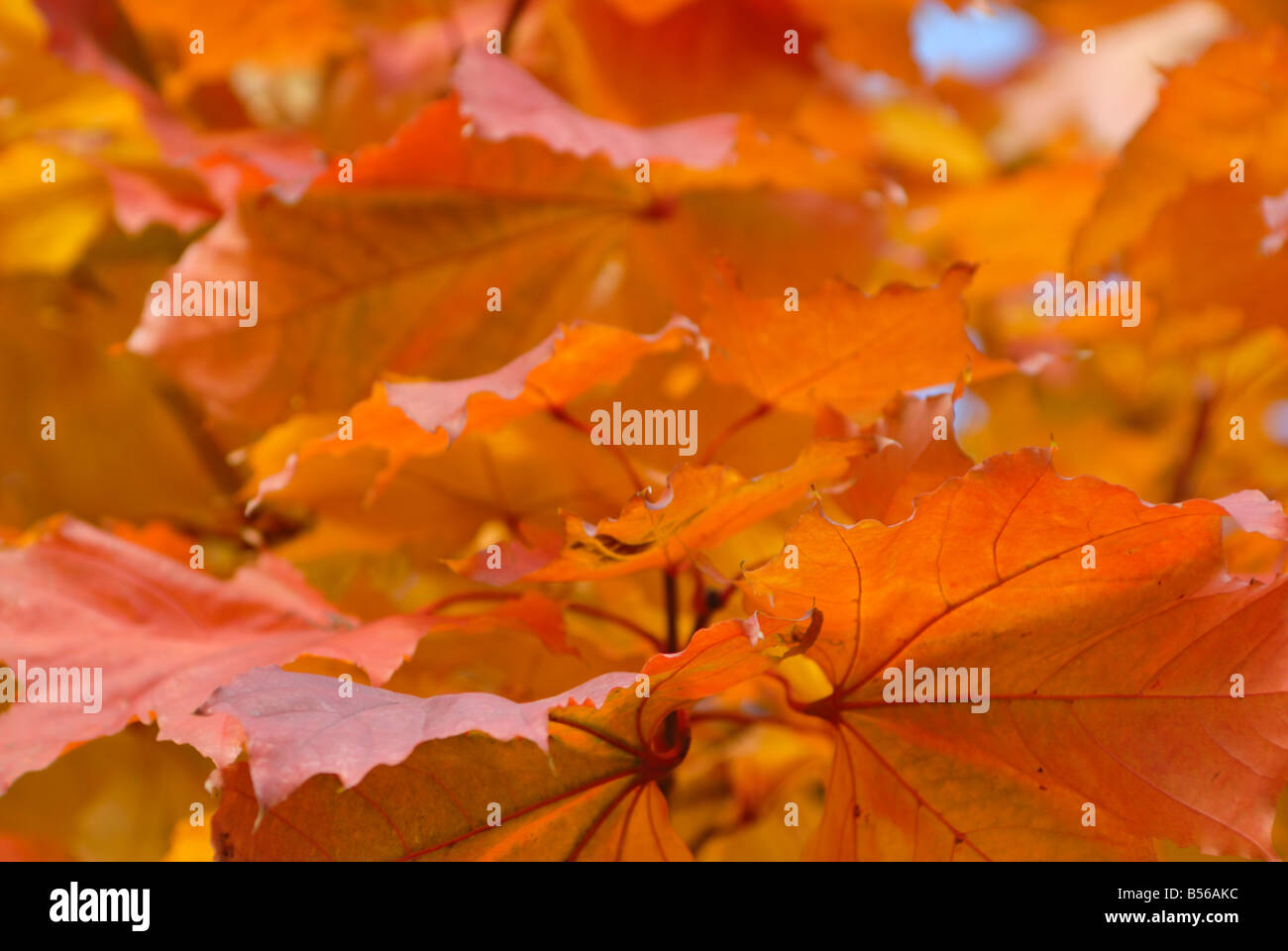 Maple tree in autumn colors Stock Photo - Alamy