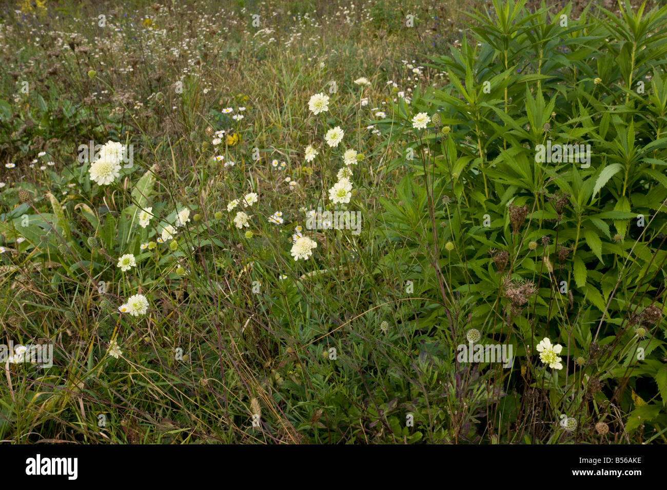 Yellow Scabious Scabiosa ochroleuca in grassland Transylvania Romania ...
