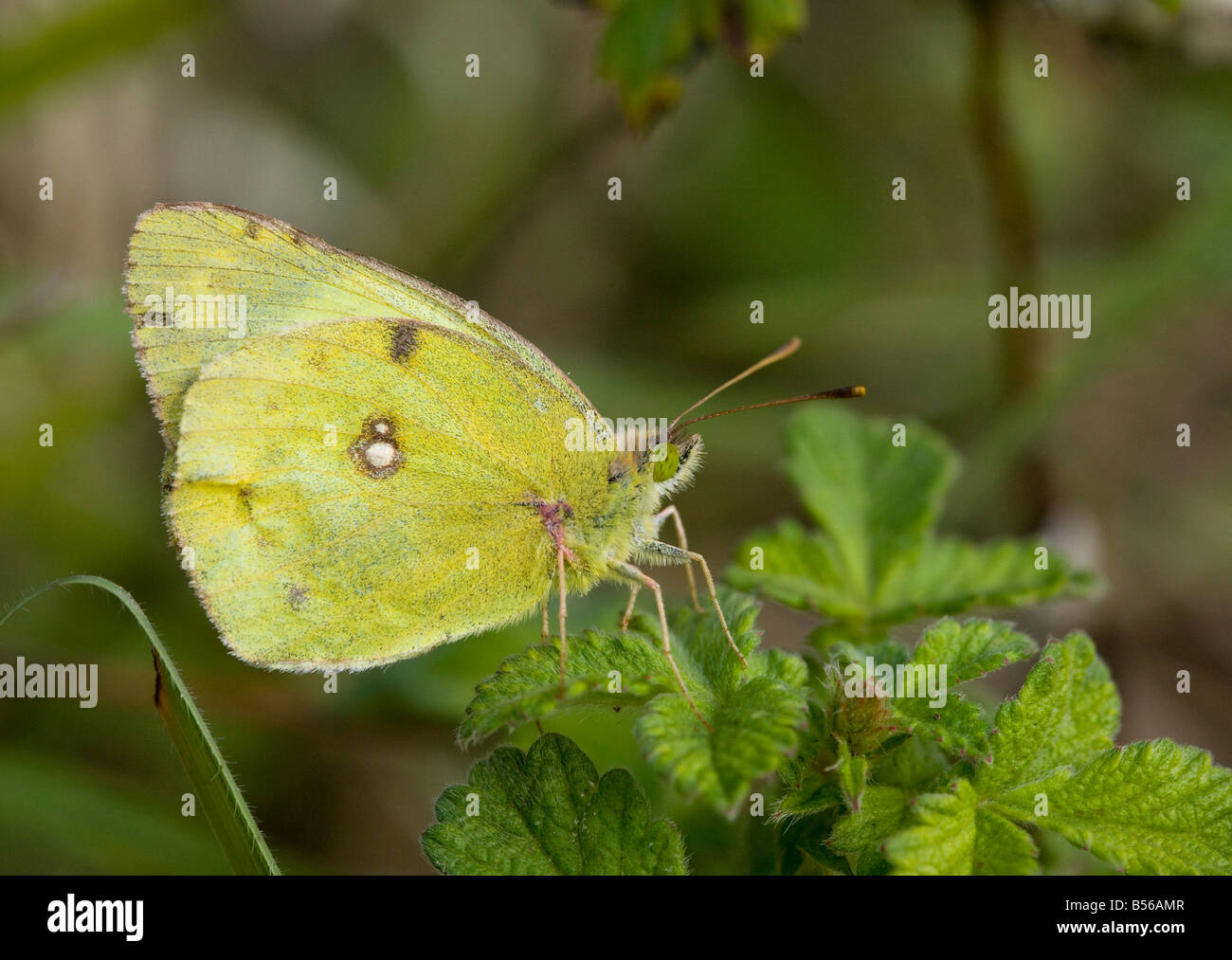 Butterfly romania wing hi-res stock photography and images - Alamy
