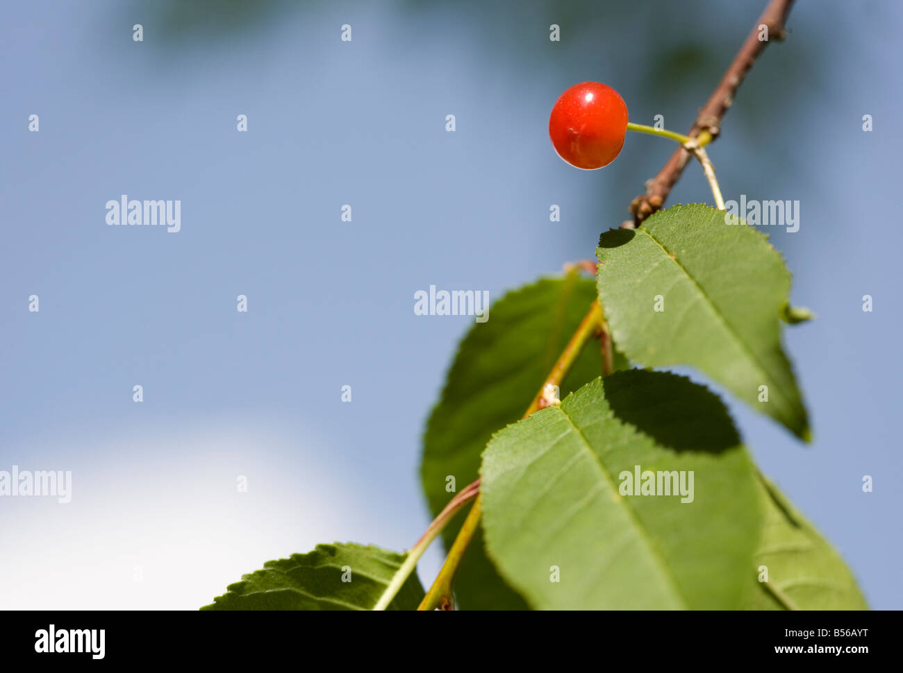 One isolated pin cherry berry ( prunus pensylvanica Stock Photo - Alamy