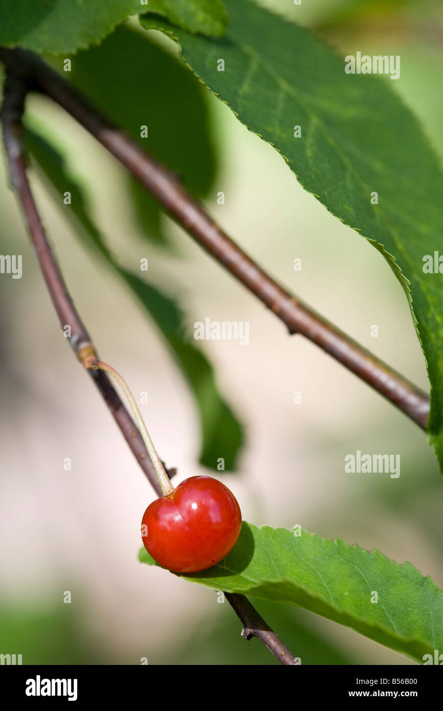 One isolated pin cherry berry ( prunus pensylvanica Stock Photo - Alamy