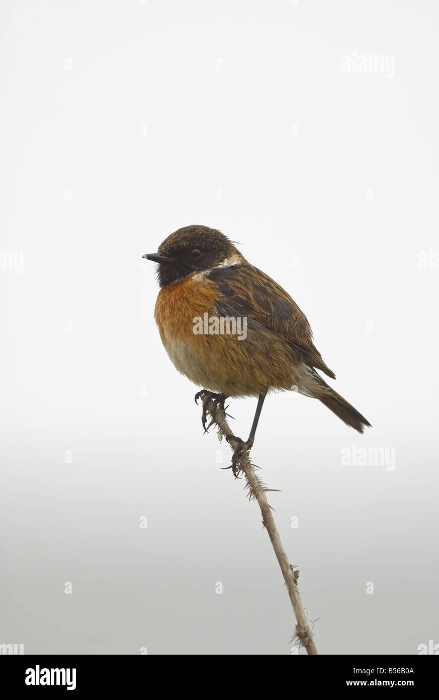 British stone chat hi-res stock photography and images - Alamy