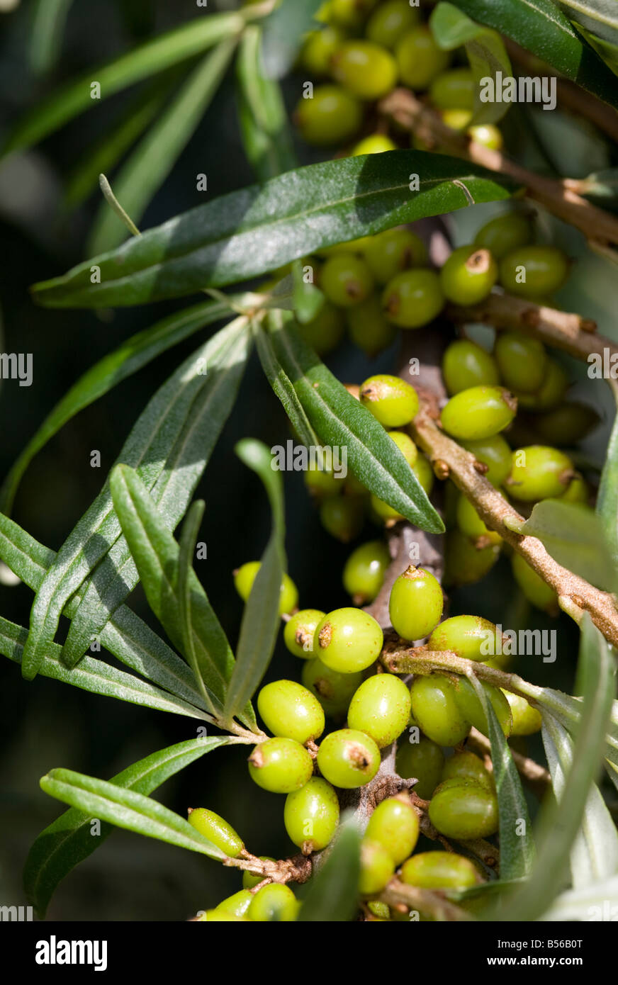 Branch full of raw sea buckthorn ( Hippophaë rhamnoides ) berries Stock ...