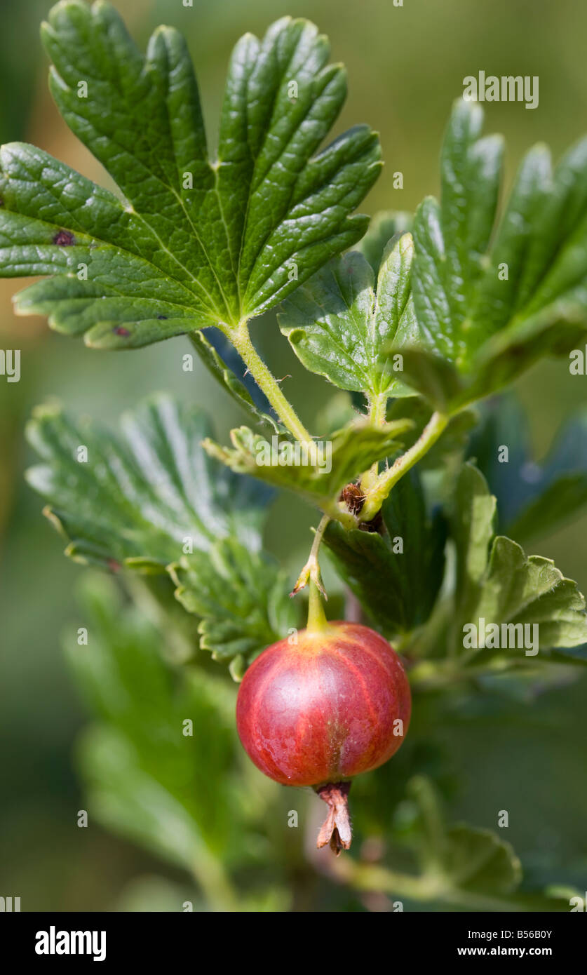 One isolated gooseberry berry Stock Photo - Alamy