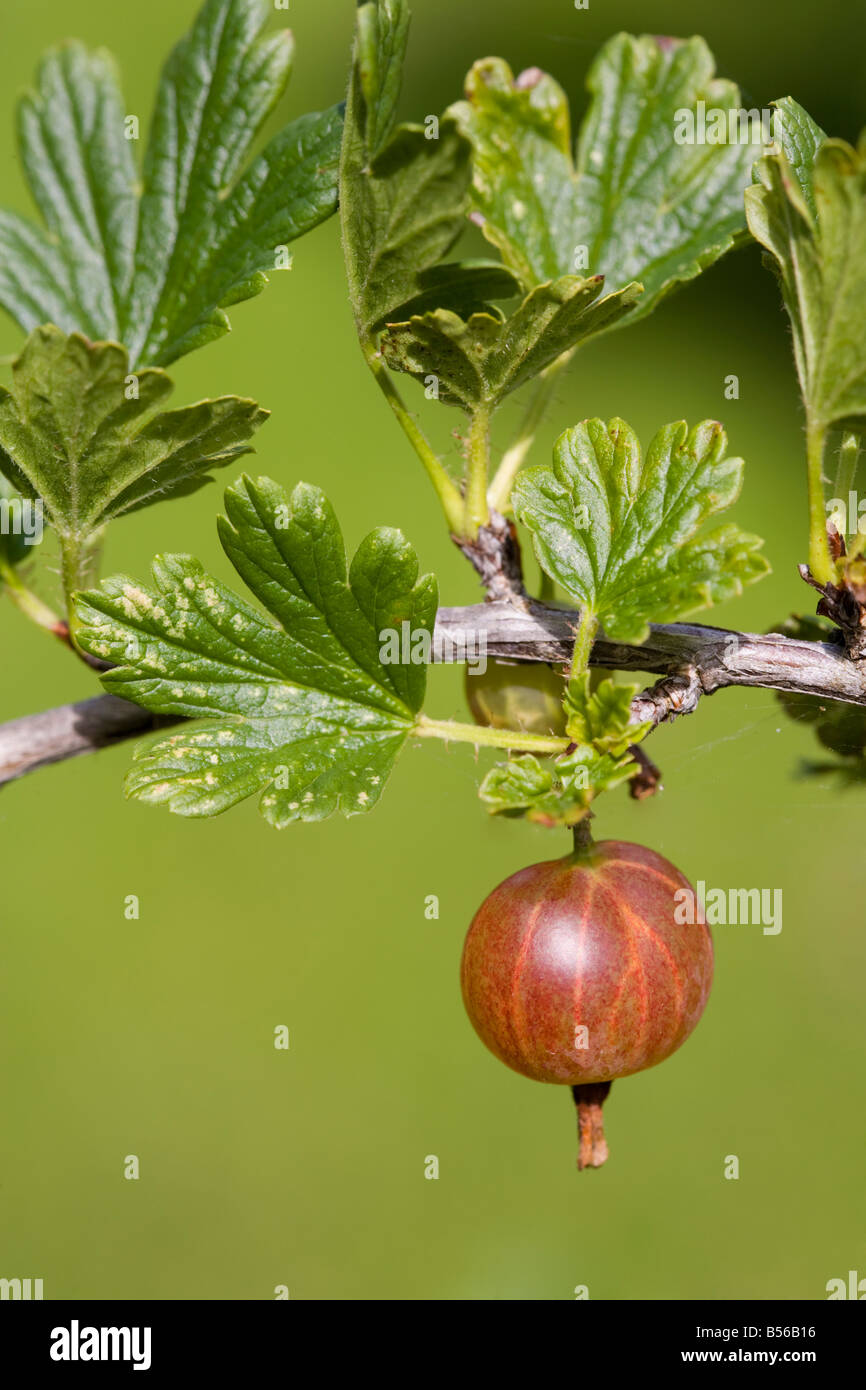 One isolated Gooseberry berry Stock Photo - Alamy