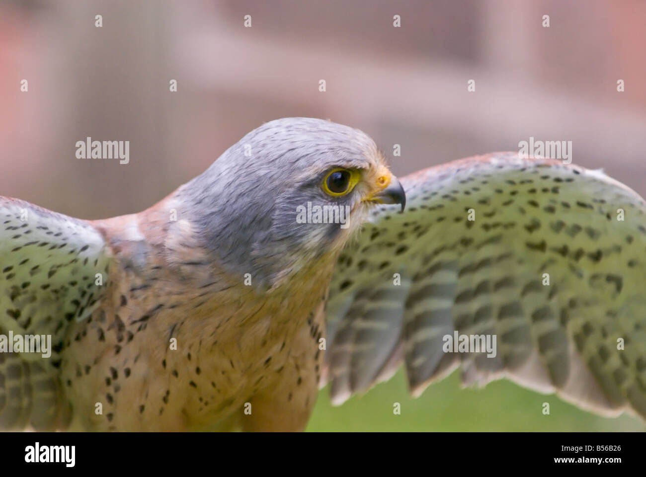 Wildlife photography exhibition hi-res stock photography and images - Alamy