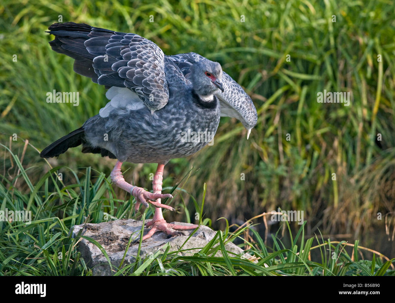 Crested Screamer (Chauna torquata Stock Photo - Alamy
