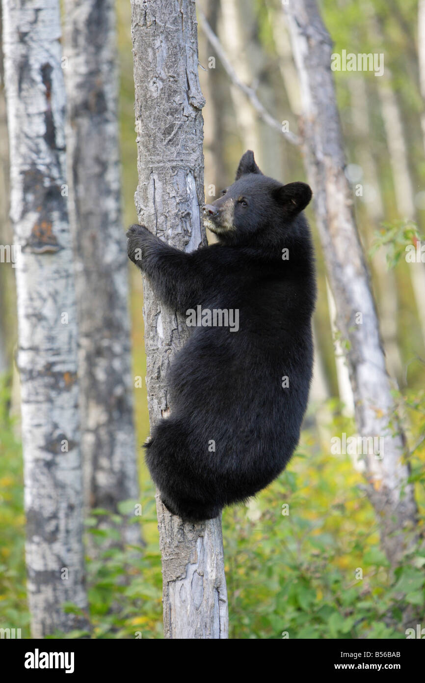 Black Bear Ursus americanus cub climbing up a tree trunk and looking ...