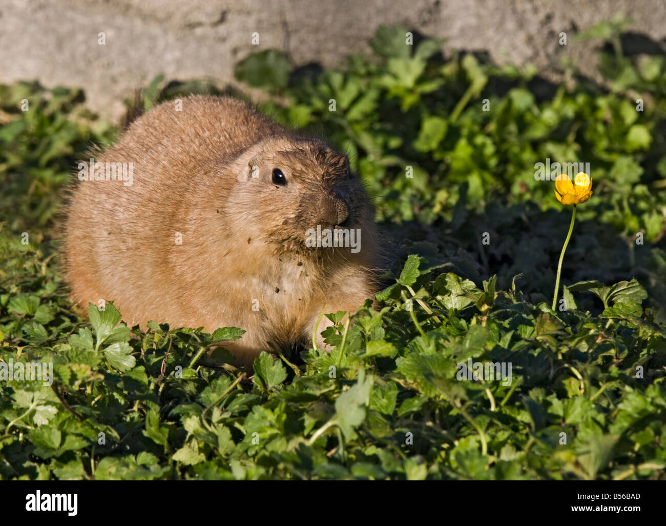Black Tailed Prairie Dog Marmots High Resolution Stock Photography and ...