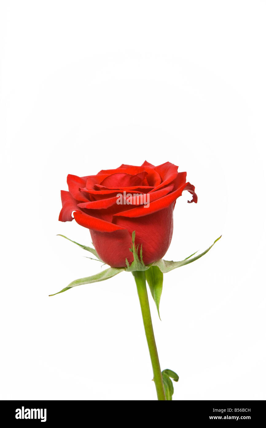 Single red rose Stock Photo - Alamy
