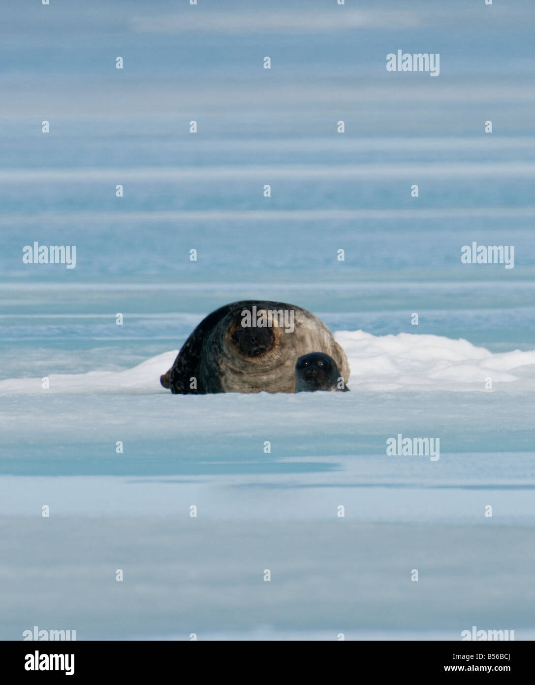 Ringed seal arctic hi-res stock photography and images - Alamy