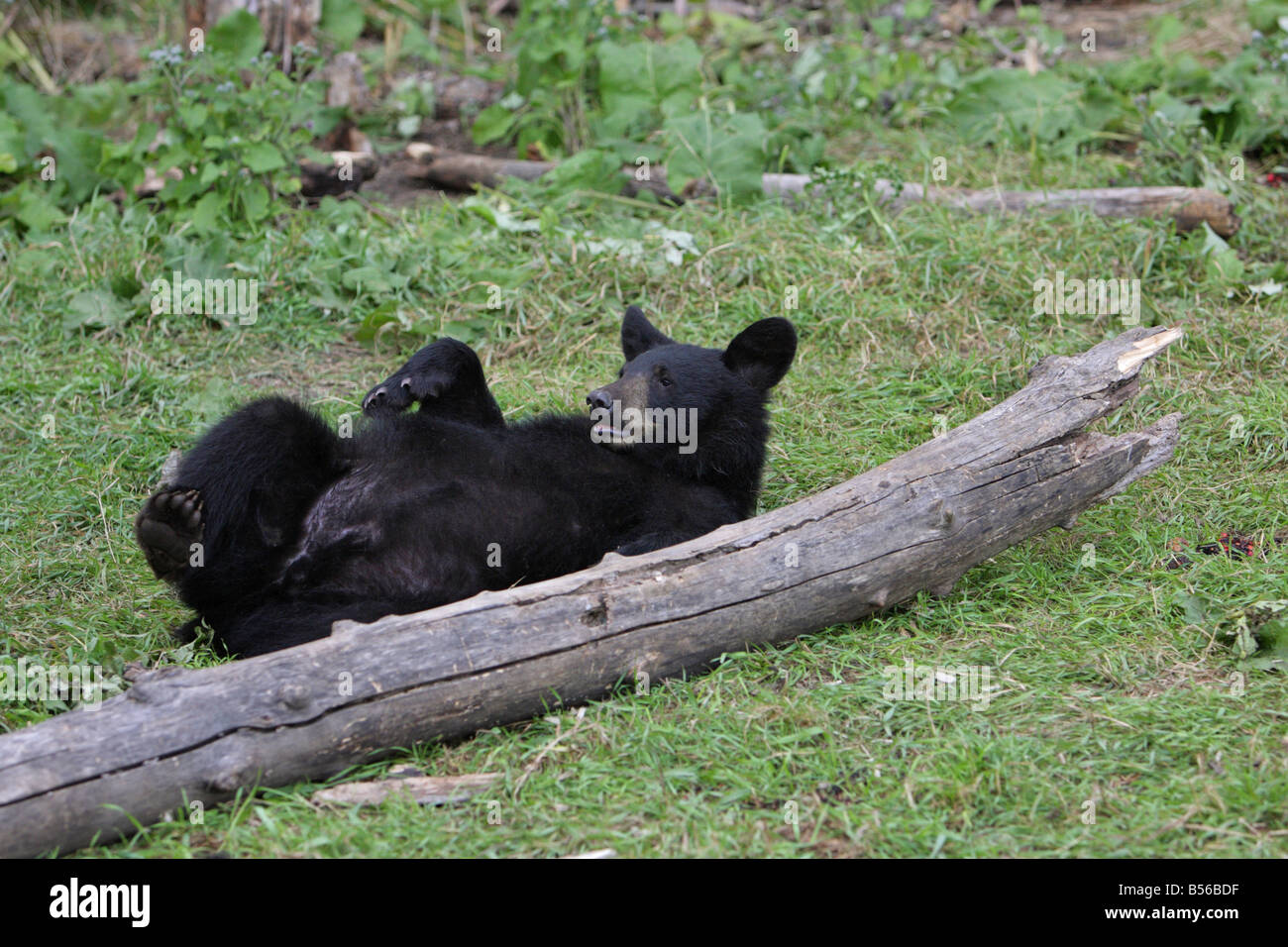 Black Bear Ursus americanus cub laying on its back and holding its feet ...