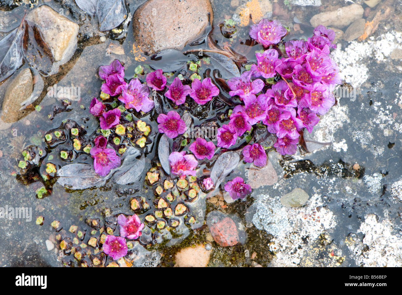 The purple flowers of the purple saxifrage in the Arctic spring are the ...