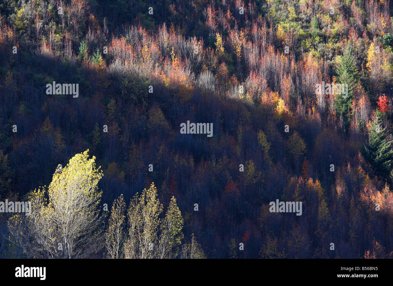 Autumnal colours in Arrowtown Otago South Island New Zealand Stock ...