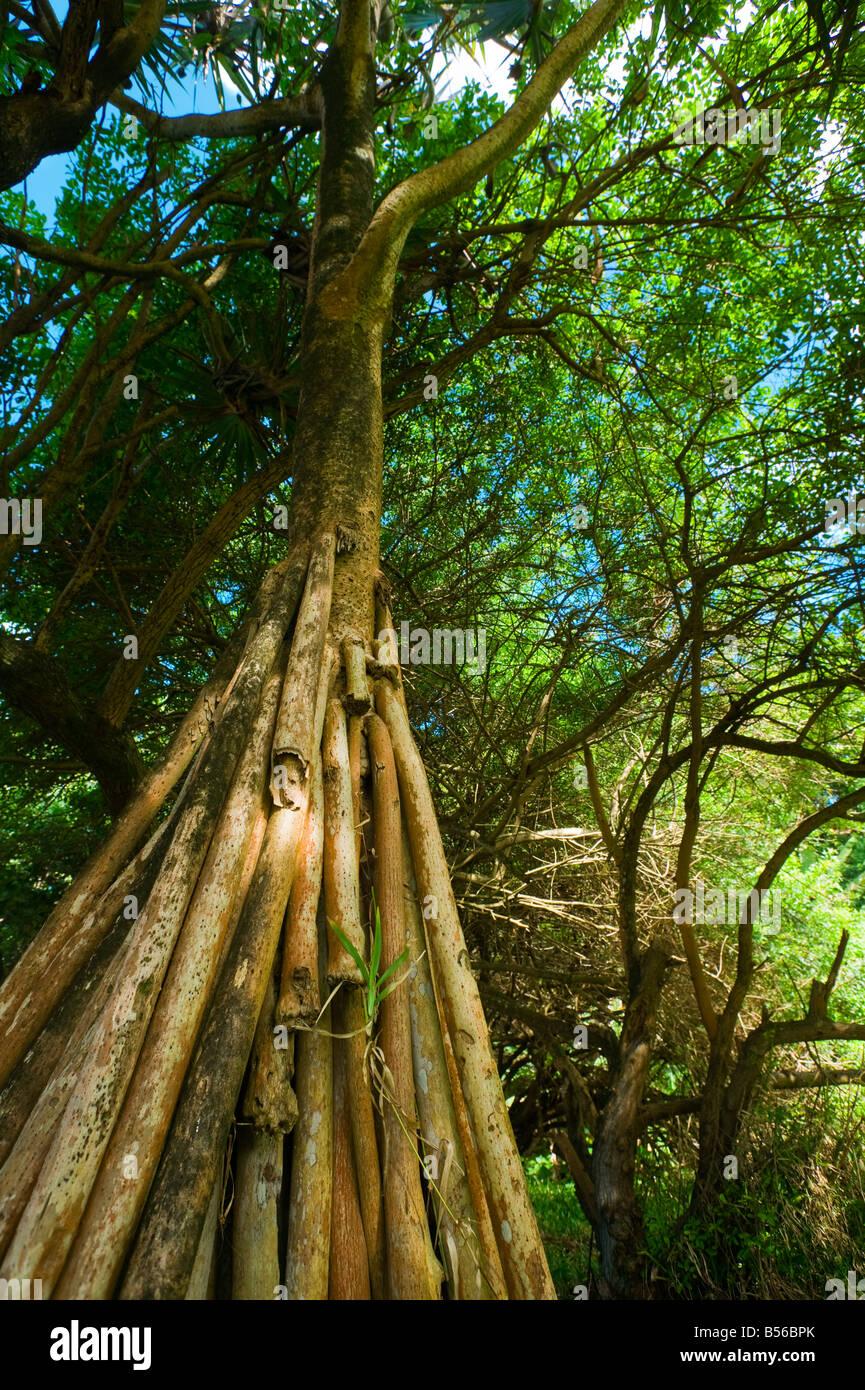 Exotic tropical reunion vertical hi-res stock photography and images ...
