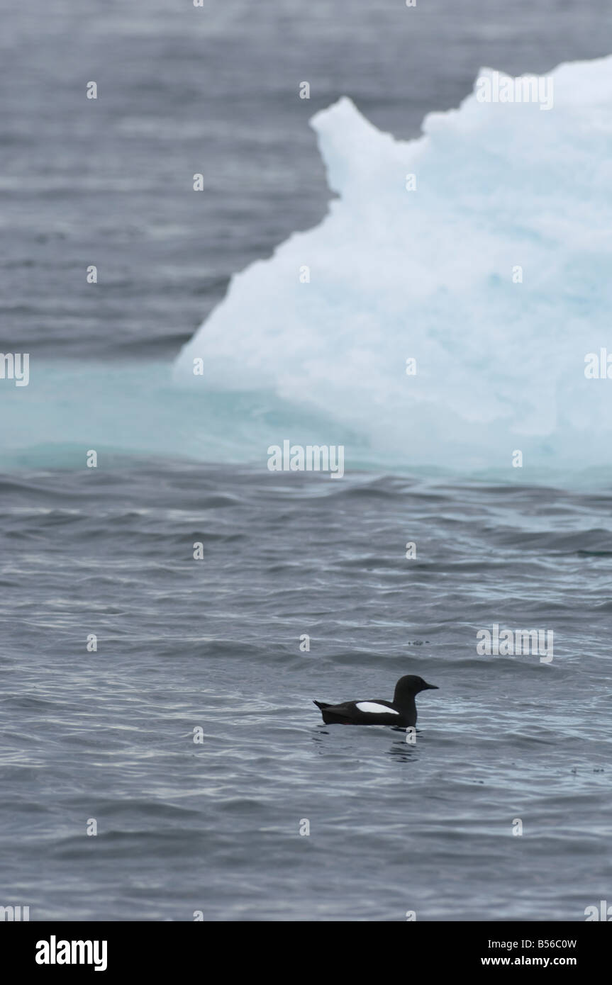 THick billed murres or Brunnich s guillemot breeds in cliff colonies in ...