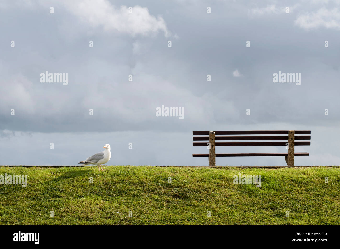 Seagull devon hi-res stock photography and images - Alamy