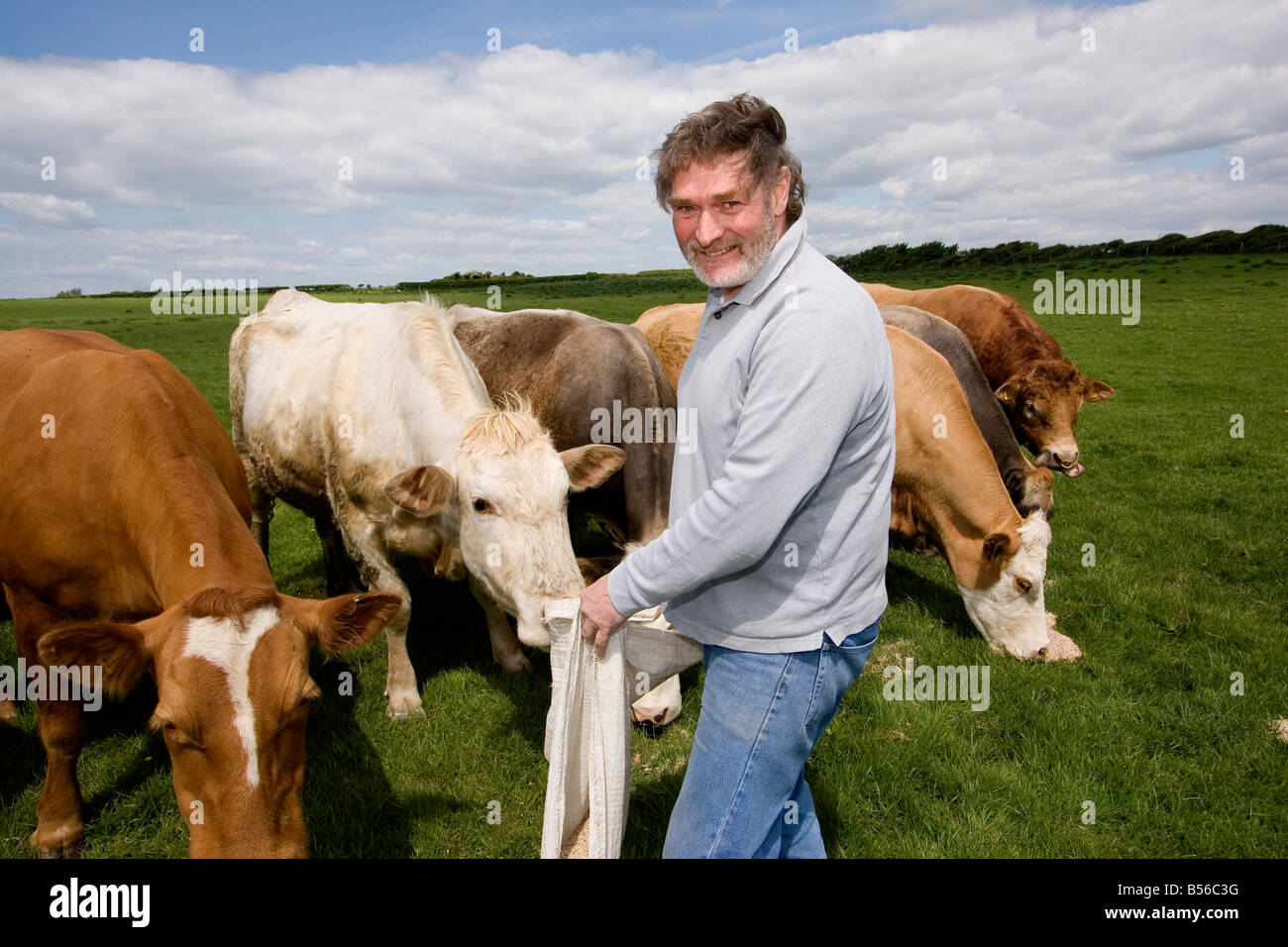 Peter Davies organic farmer feeding cattle on his farm at Southerndown ...