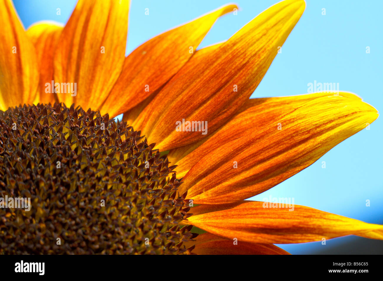 ornamental sunflower on sky background Stock Photo - Alamy