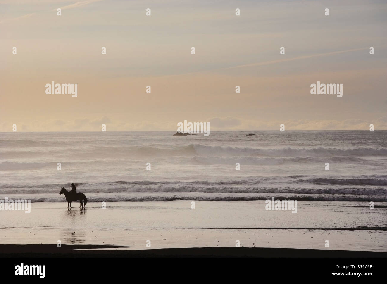 Horse standing in surf on beach at sunset Rapahoe, West Coast South ...