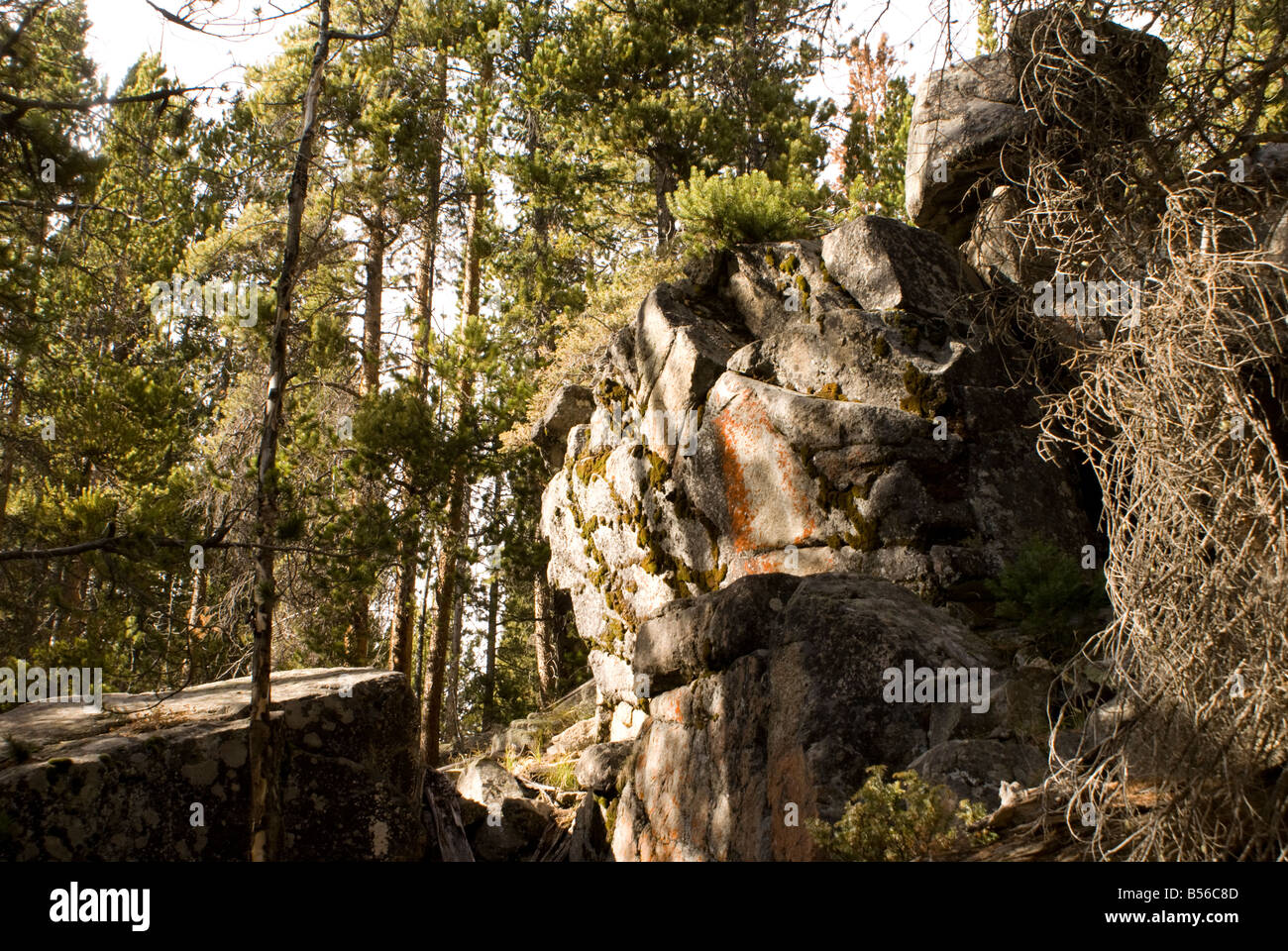 Forest boulders in shadow Stock Photo - Alamy