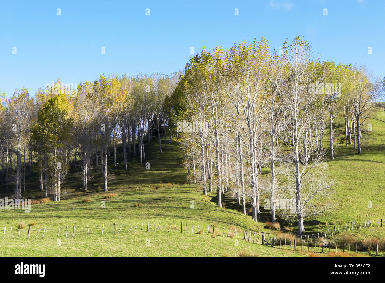 Lines of Autumnal silver birch trees forming a copse on a hillside ...