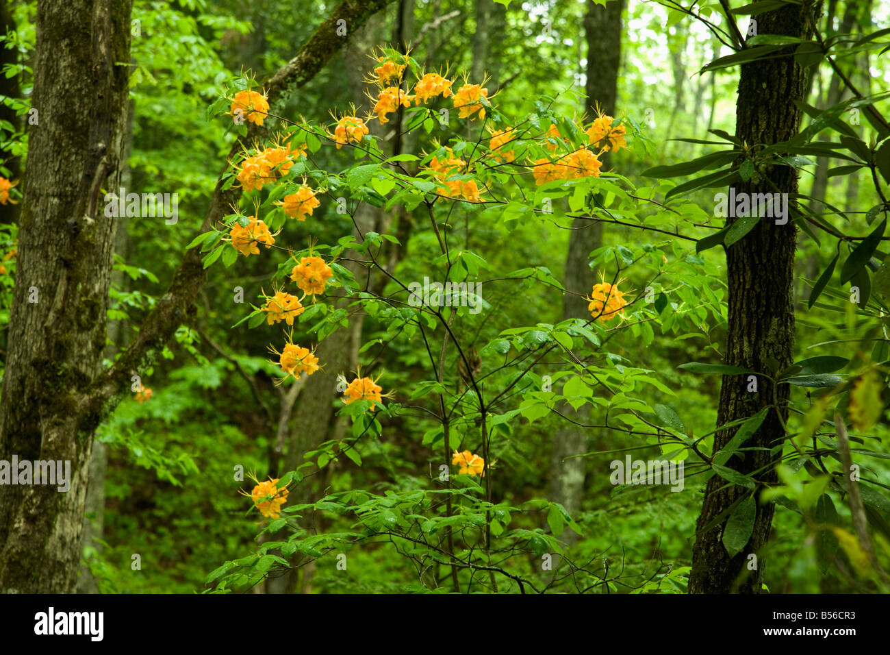Flame Azalea Pisgah National Forest Western NC Stock Photo - Alamy