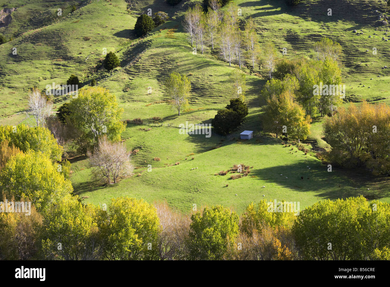 Small farming shed and autumnal trees on sunlit hill Auckland North ...
