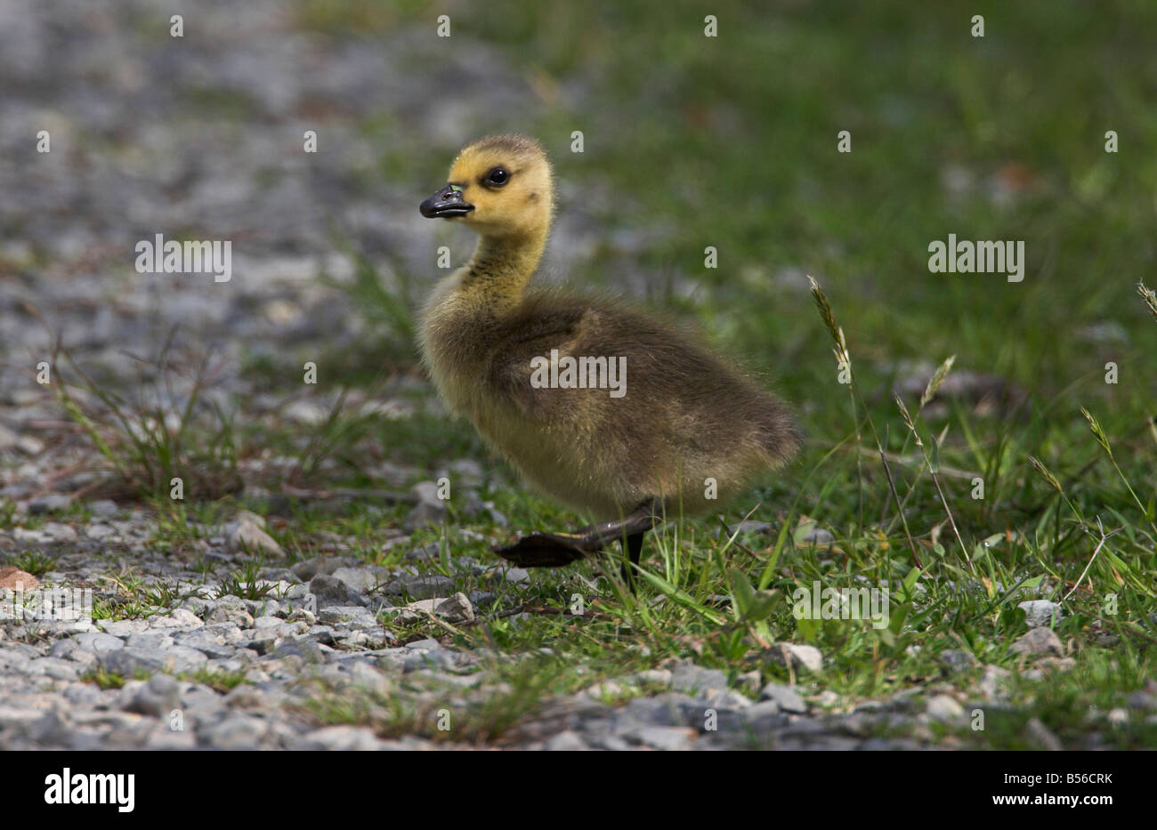 Canada Goose Branta canadensis gosling waddling across path at ...