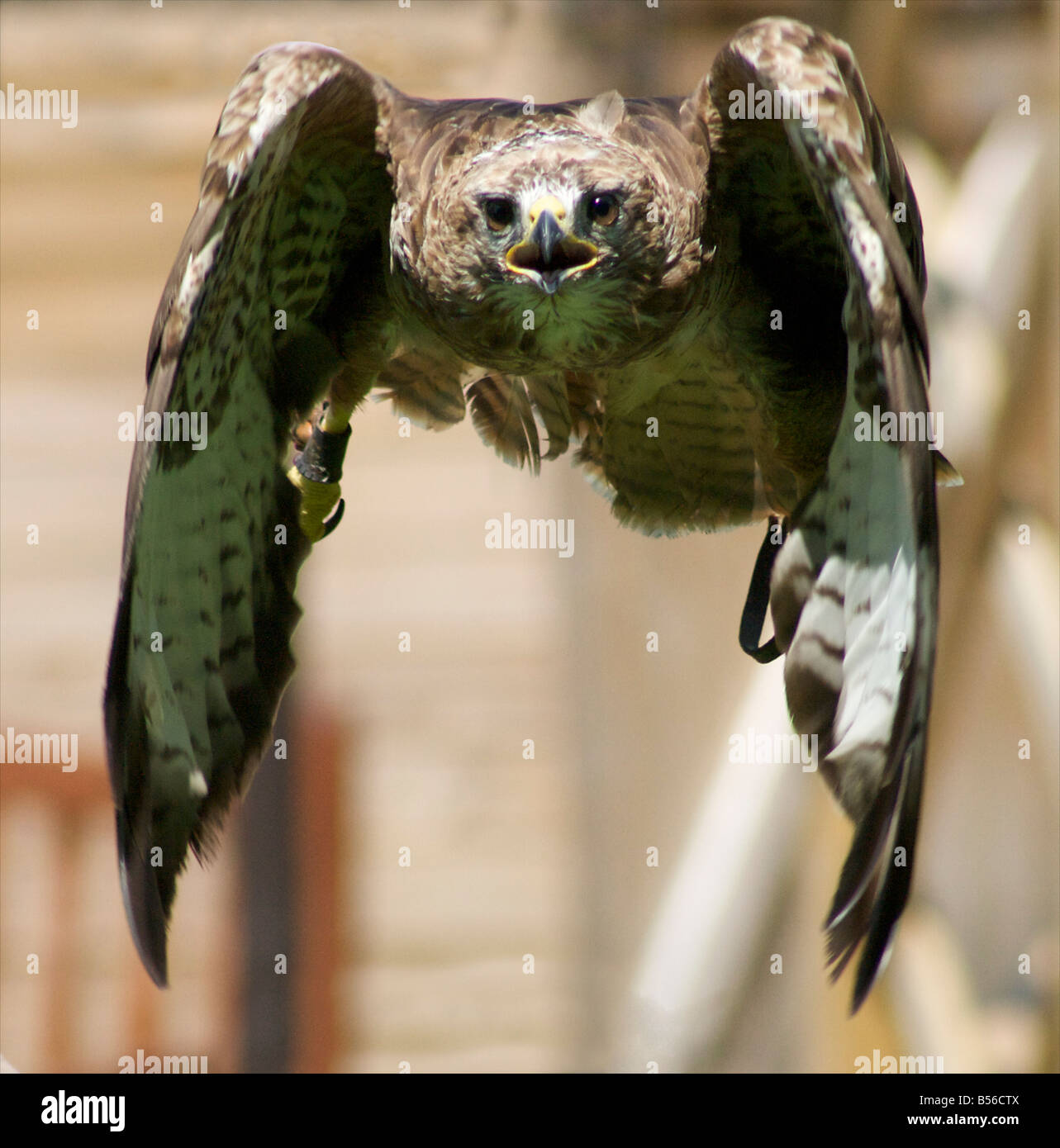 Head on portrait of a buzzard in flight Stock Photo - Alamy