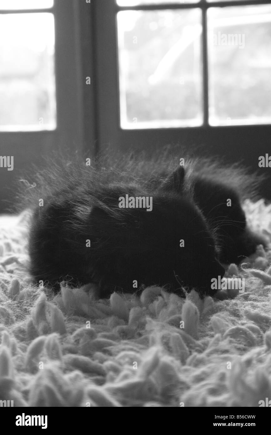 Cat sleeping on a rug infront of a window Stock Photo - Alamy