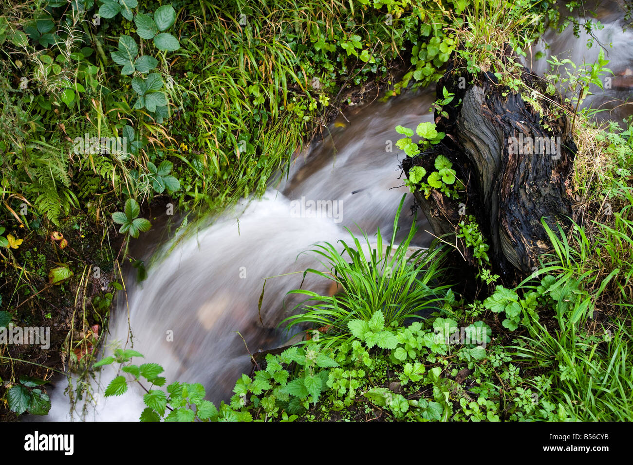 Fast flowing water in forest stream Wales UK Stock Photo - Alamy