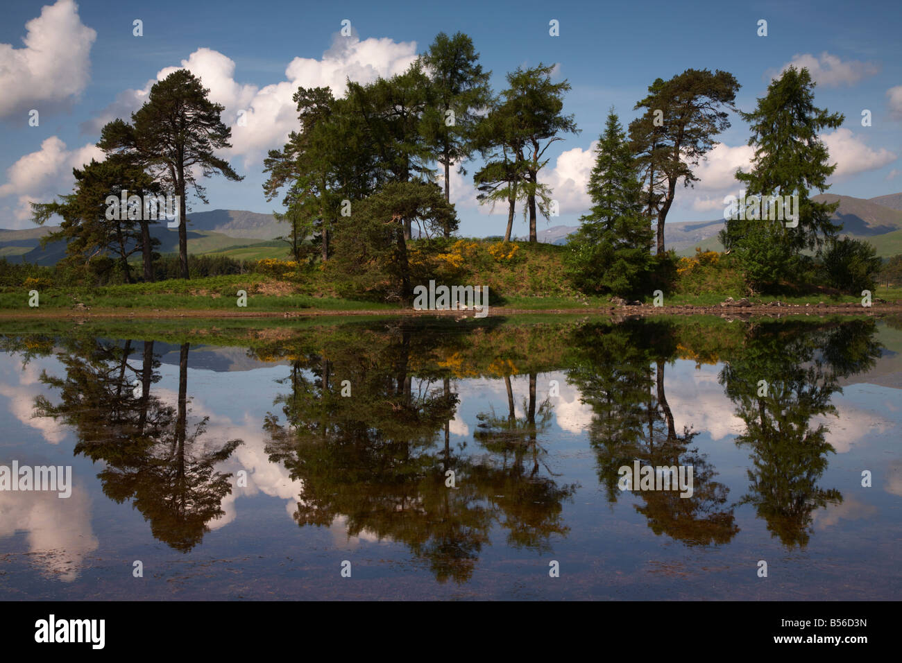 Scots pine trees scotland hi-res stock photography and images - Alamy