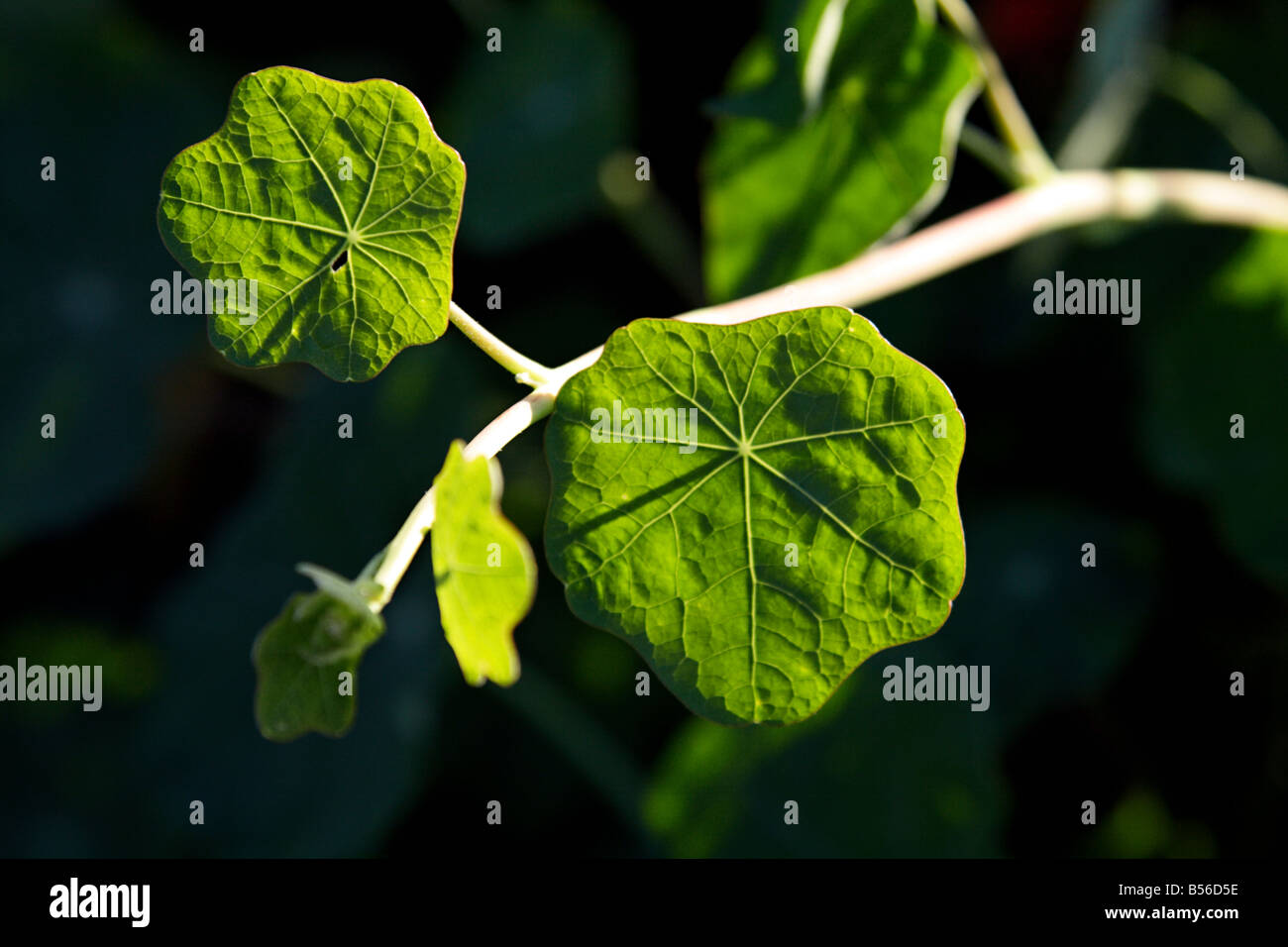 Sunflooded green leaves of cress Stock Photo - Alamy