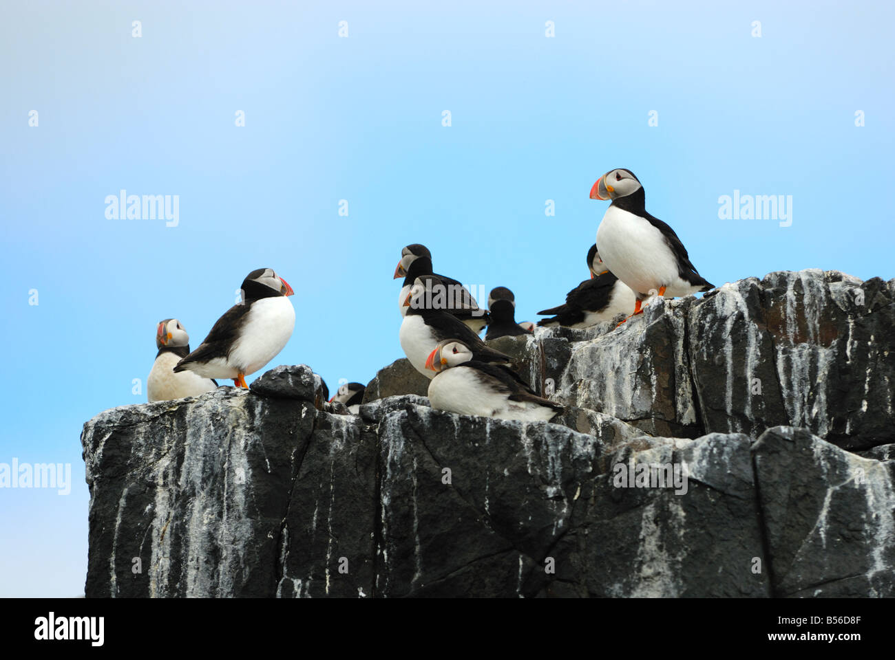 Atlantic Puffins, Farne Islands, Northumberland, England Stock Photo ...