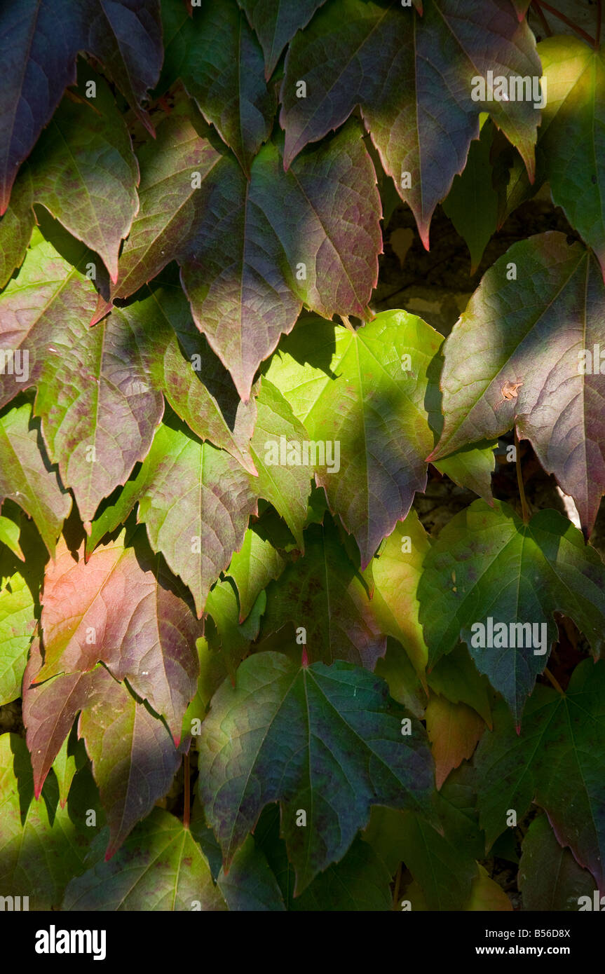 ivy leaves on a wall with the typical autumn color Stock Photo - Alamy