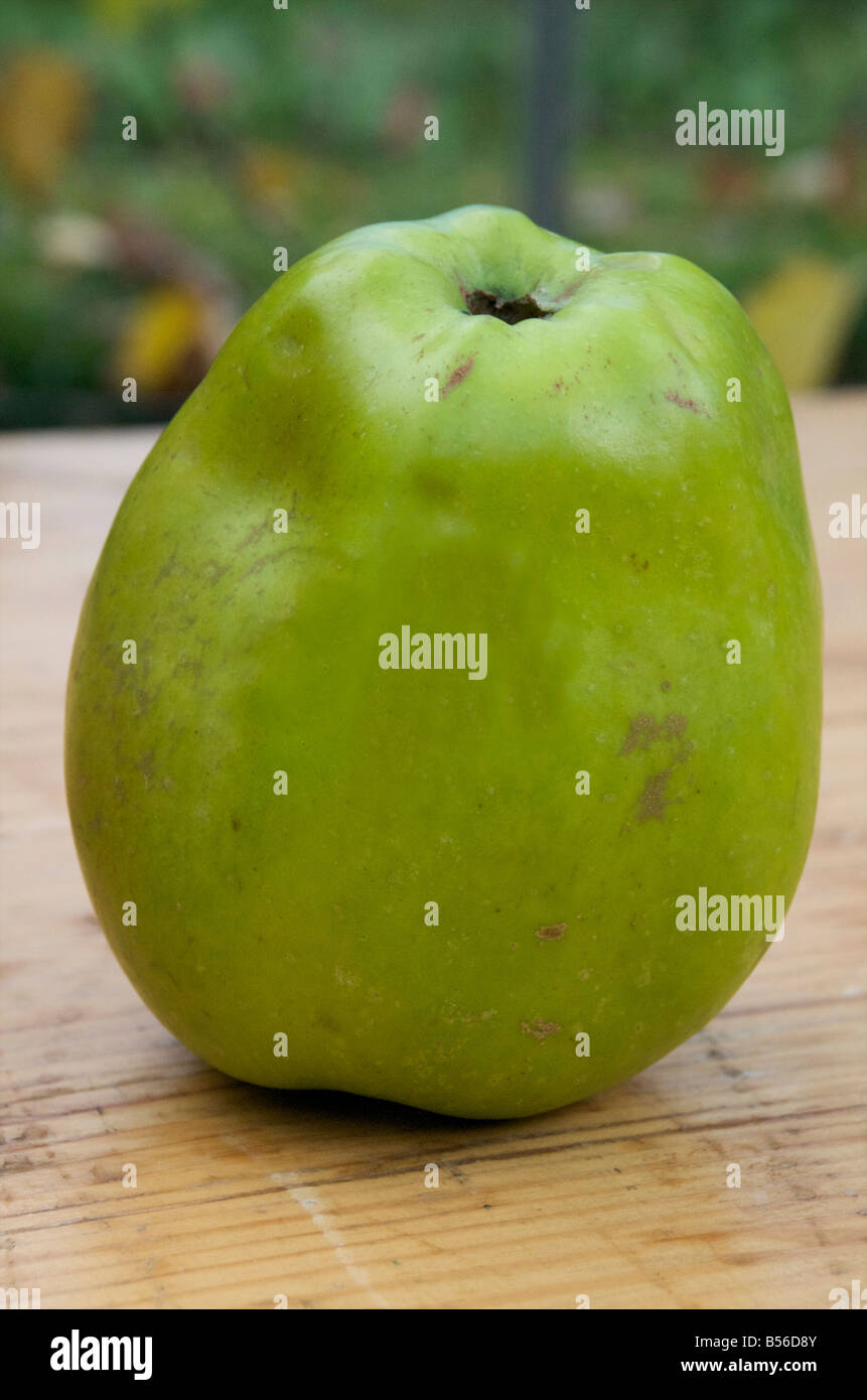 Dog snout apple Stock Photo - Alamy