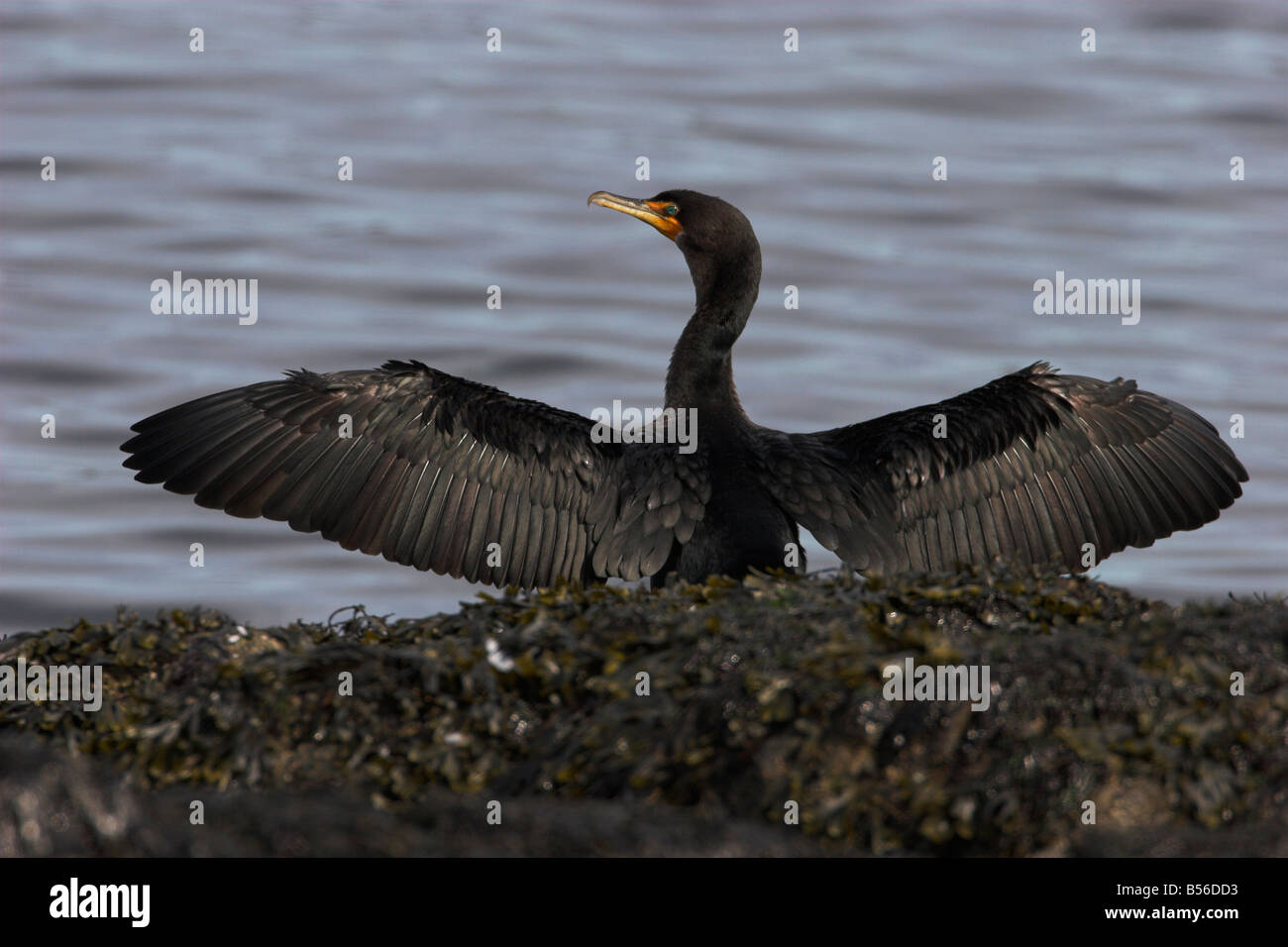 Double-crested Cormorant Phalacrocorax auritus on beach spreading wings ...