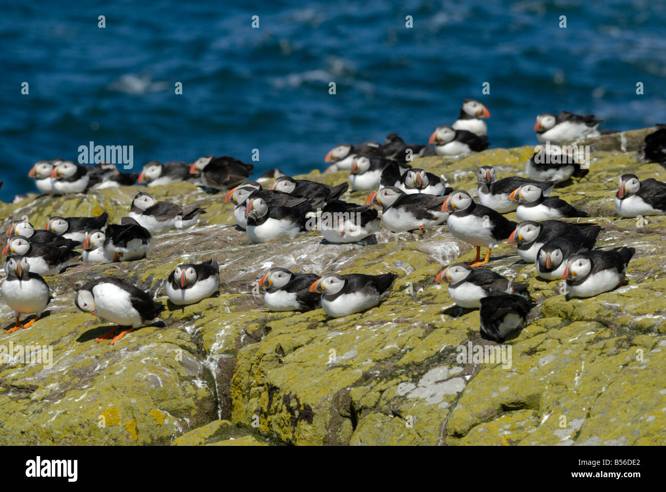 Atlantic Puffins, Farne Islands, Northumberland, England Stock Photo ...