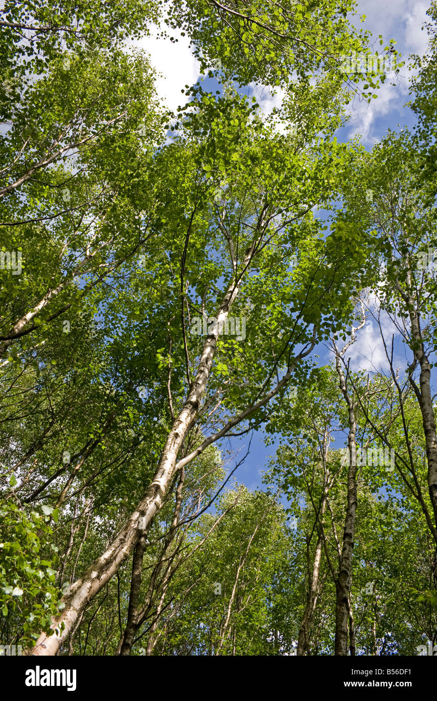 Silver Birch trees Stock Photo - Alamy
