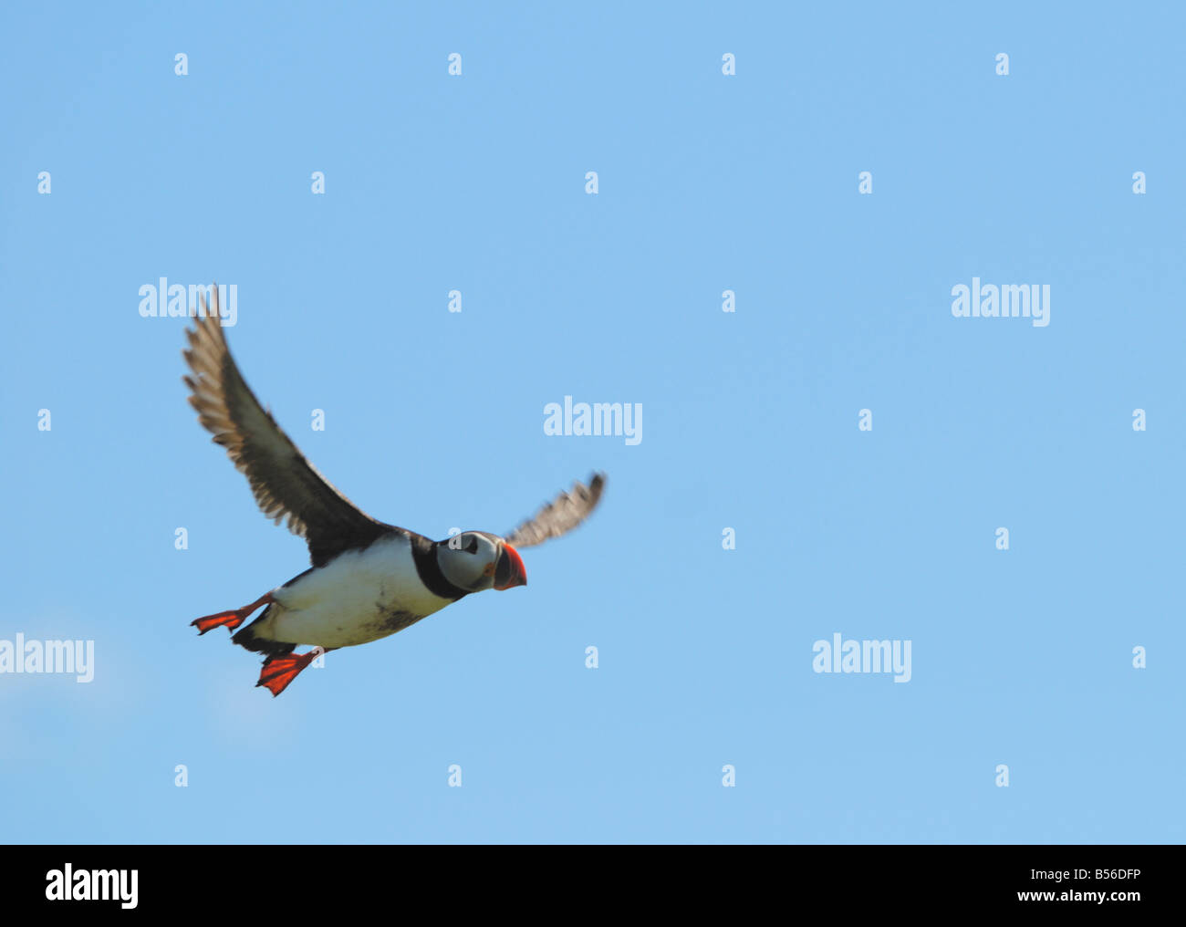 Atlantic Puffin in flight, Farne Islands, Northumberland, England Stock ...