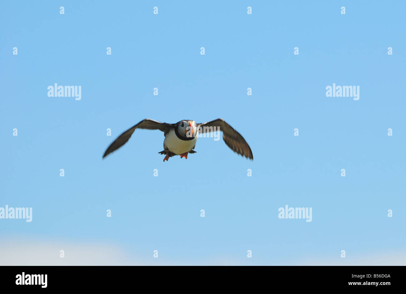 Atlantic Puffin in flight, Farne Islands, Northumberland, England Stock ...