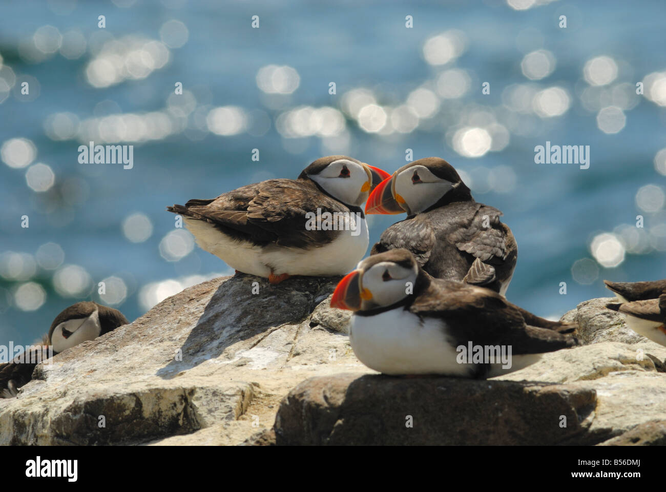 Atlantic Puffins, Farne Islands, Northumberland, England Stock Photo ...
