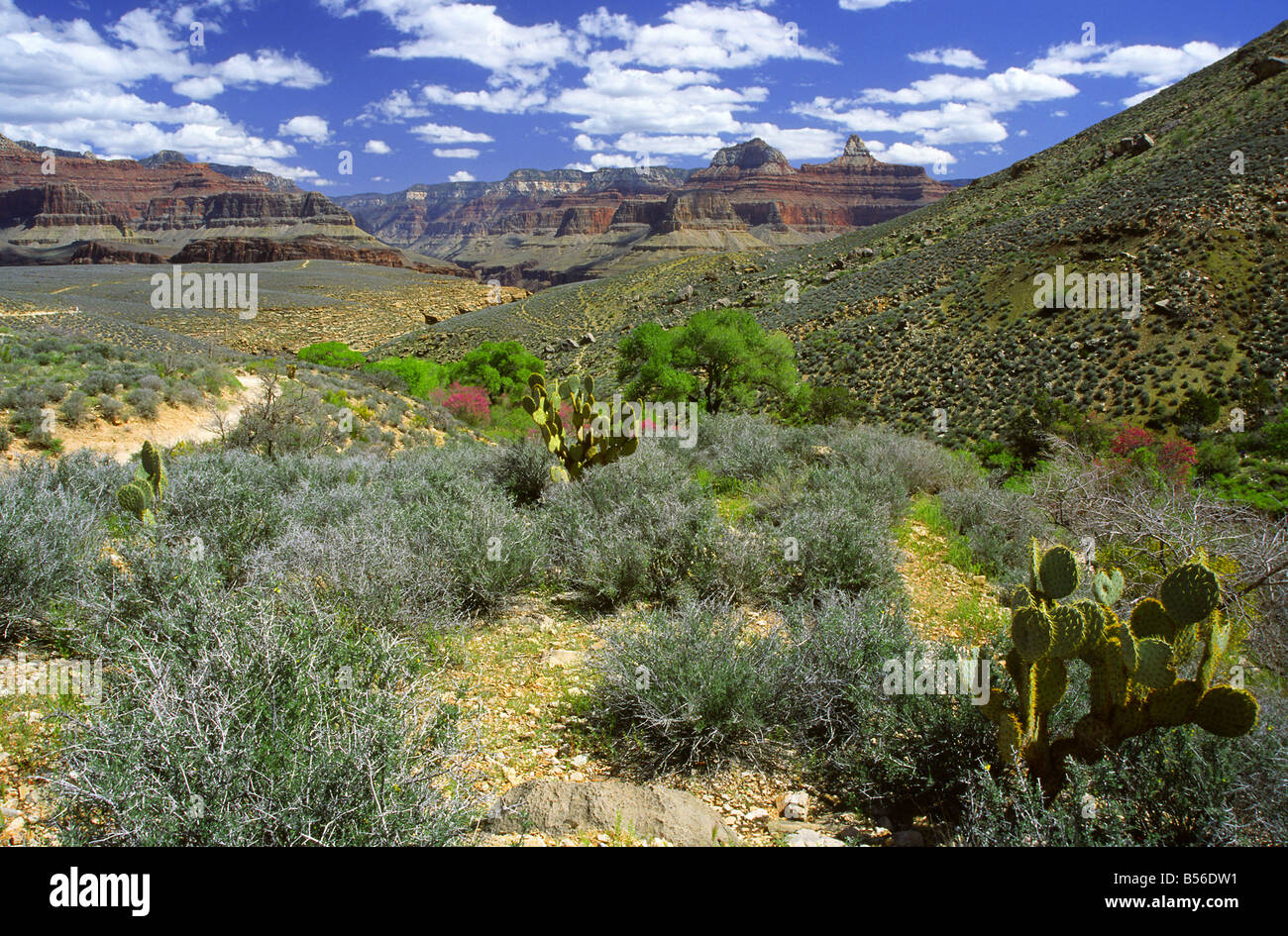 Arid plateau in the Grand Canyon, Arizona Stock Photo - Alamy